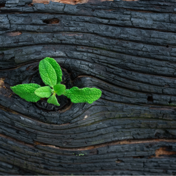 News & Press - NLSLA